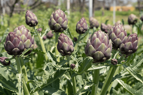 Conheça os três principais benefícios da Alcachofra - Herbarium
